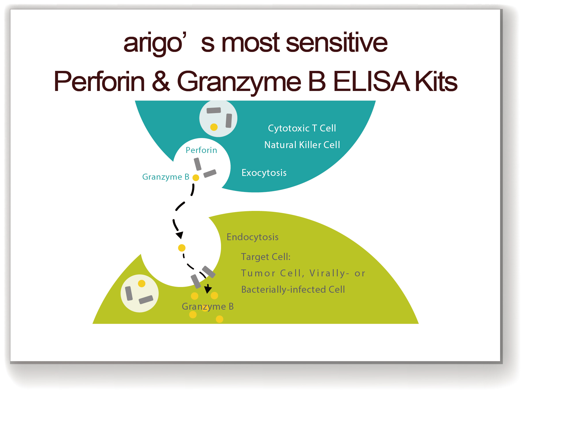 anti-RBP4 antibody [RB42] (ARG10619) - Arigo biolaboratories
