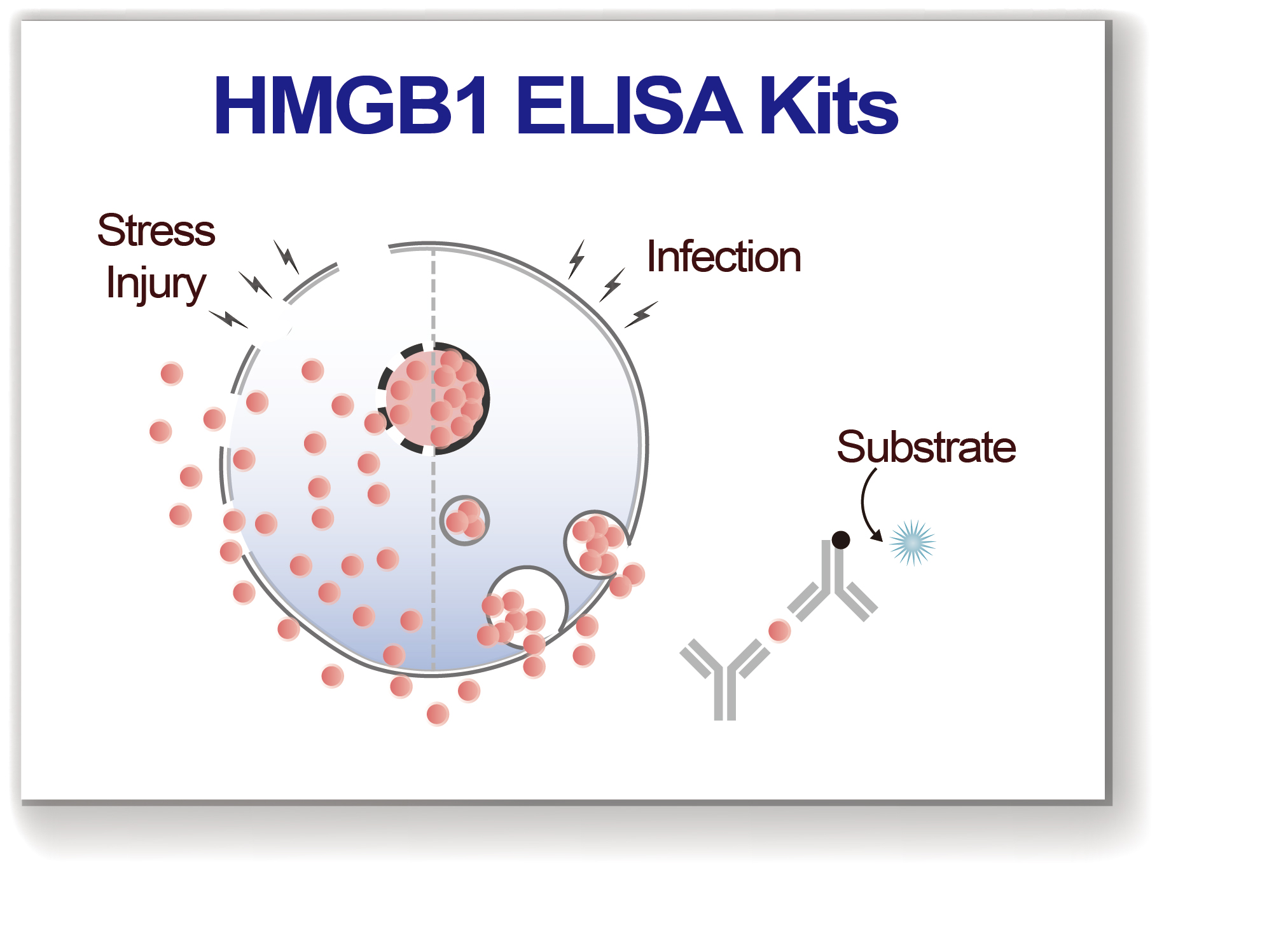 Phospho-AKT 抗体组 (pS473 pT308) (ARG30038) - arigobio 中国