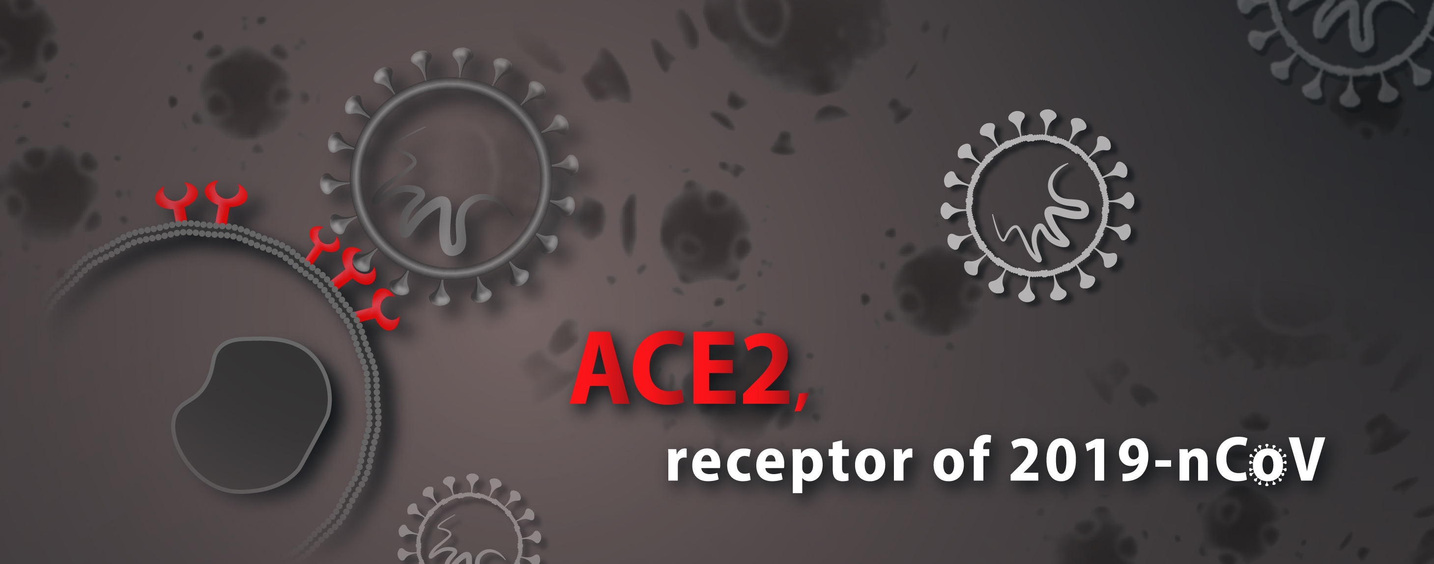 ACE2, receptor of SARS-CoV-2 - News - Company - arigobio