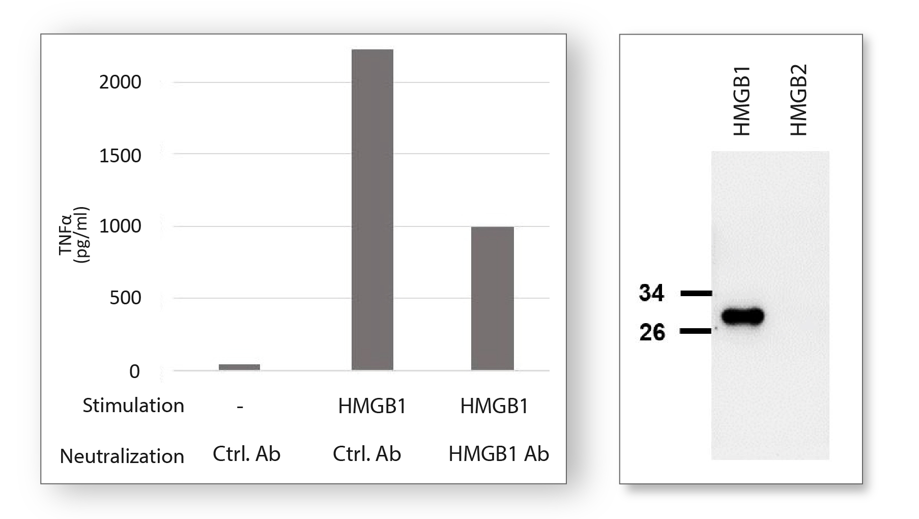 New HMGB1 neutralizing antibody is released - News - Company - arigobio