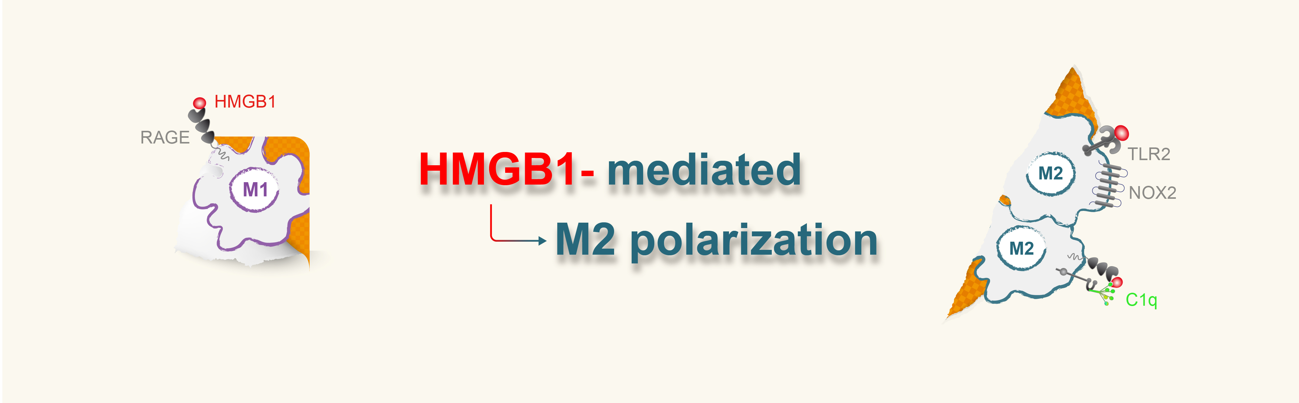Inducing M2 polarization, a surprising function of HMGB1 - News ...