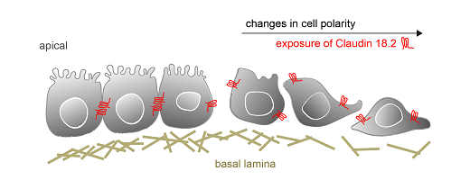 Fight gastric cancer by targeting Claudin 18.2 - News - Company - arigobio