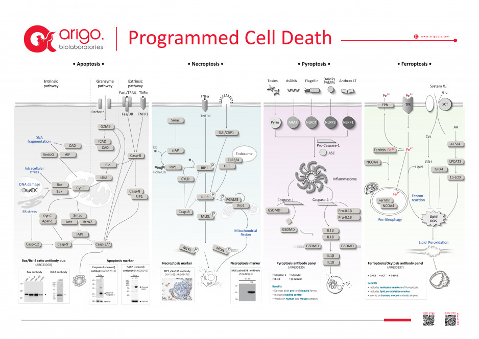 Library - Science - arigobio