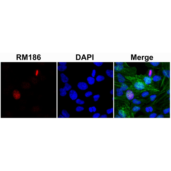 Anti Histone H3 抗体 Rm186 Arg57227 Arigobio 中国