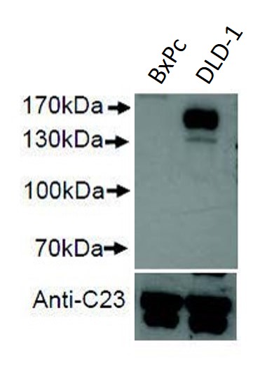 anti-CD117 / c-试剂盒 抗体 [2C11] (ARG10831) - arigobio 中国