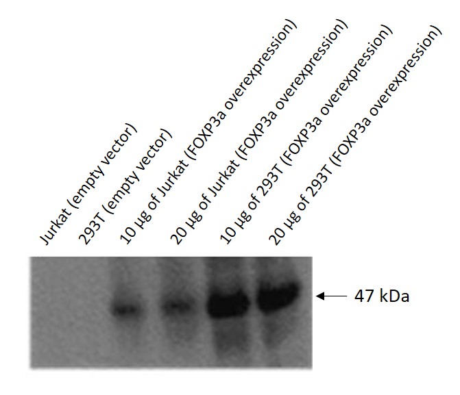 anti-FOXP3 抗体 (ARG11064) - arigobio 中国