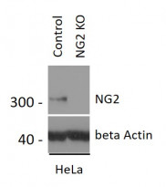 anti-NG2 Chondroitin sulfate proteoglycan 4 抗体 (ARG59522) - arigobio
