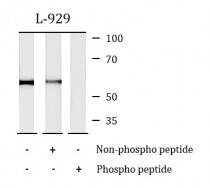 anti-RIPK3 RIP3 phospho (Ser232) 抗体 (ARG41235) - arigobio