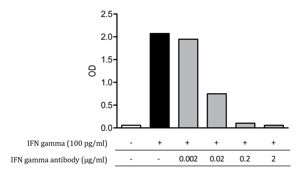 anti-IFN gamma 抗体 [SQab19133] (ARG23949) - arigobio 中国