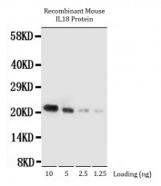 anti-IL18 抗体 (ARG41569) - arigobio
