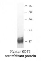 Human GDF6 recombinant protein (Active) (His-tagged, C-ter) (ARG70099 ...