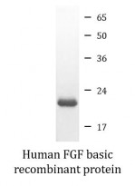 Human FGF basic recombinant protein (Active) (His-tagged, N-ter) (ARG70109) - arigobio