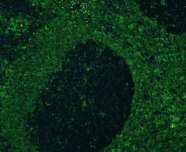 anti-CD41 抗体 (ARG42222) - arigobio 中国