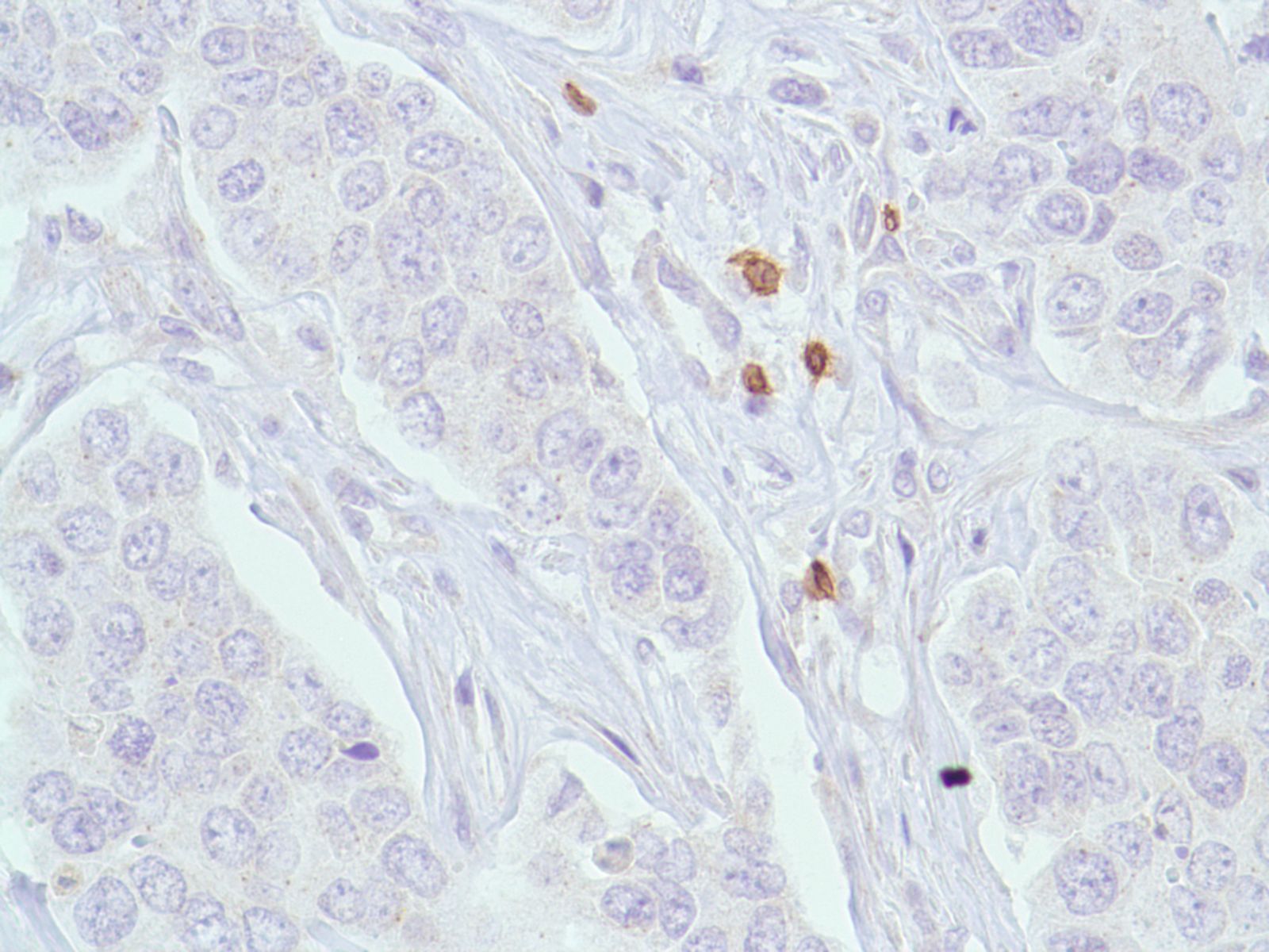 anti-CD3 抗体 [SP7] (ARG52744) - arigobio 中国