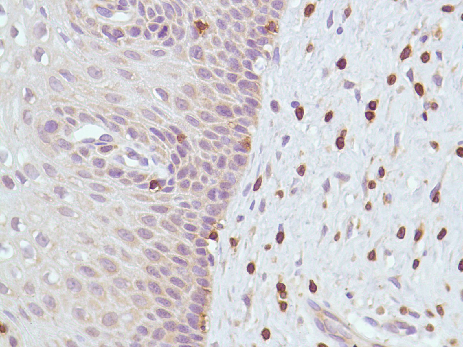 anti-CD3 抗体 [SP7] (ARG52744) - arigobio 中国