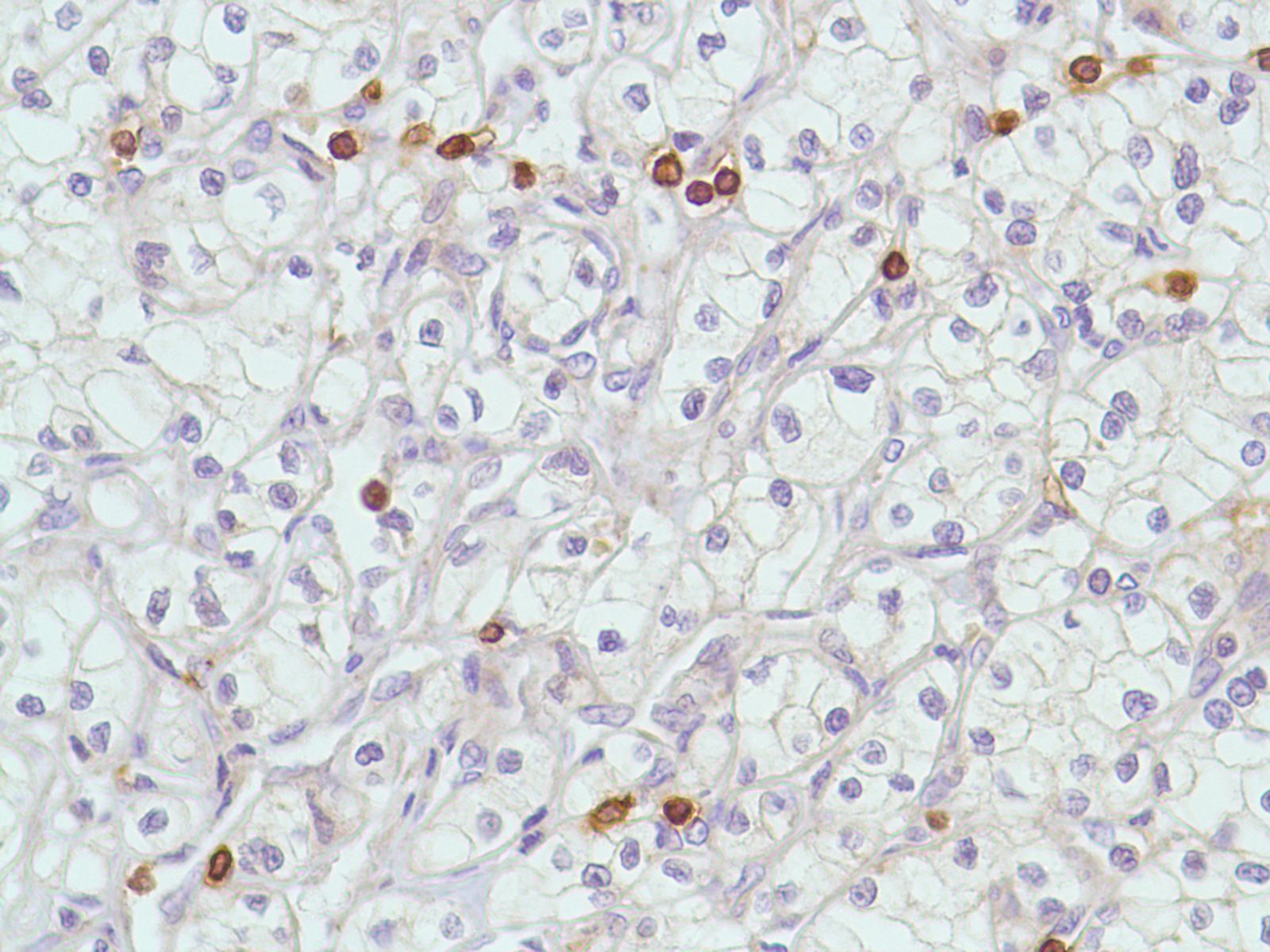 anti-CD3 抗体 [SP7] (ARG52744) - arigobio 中国