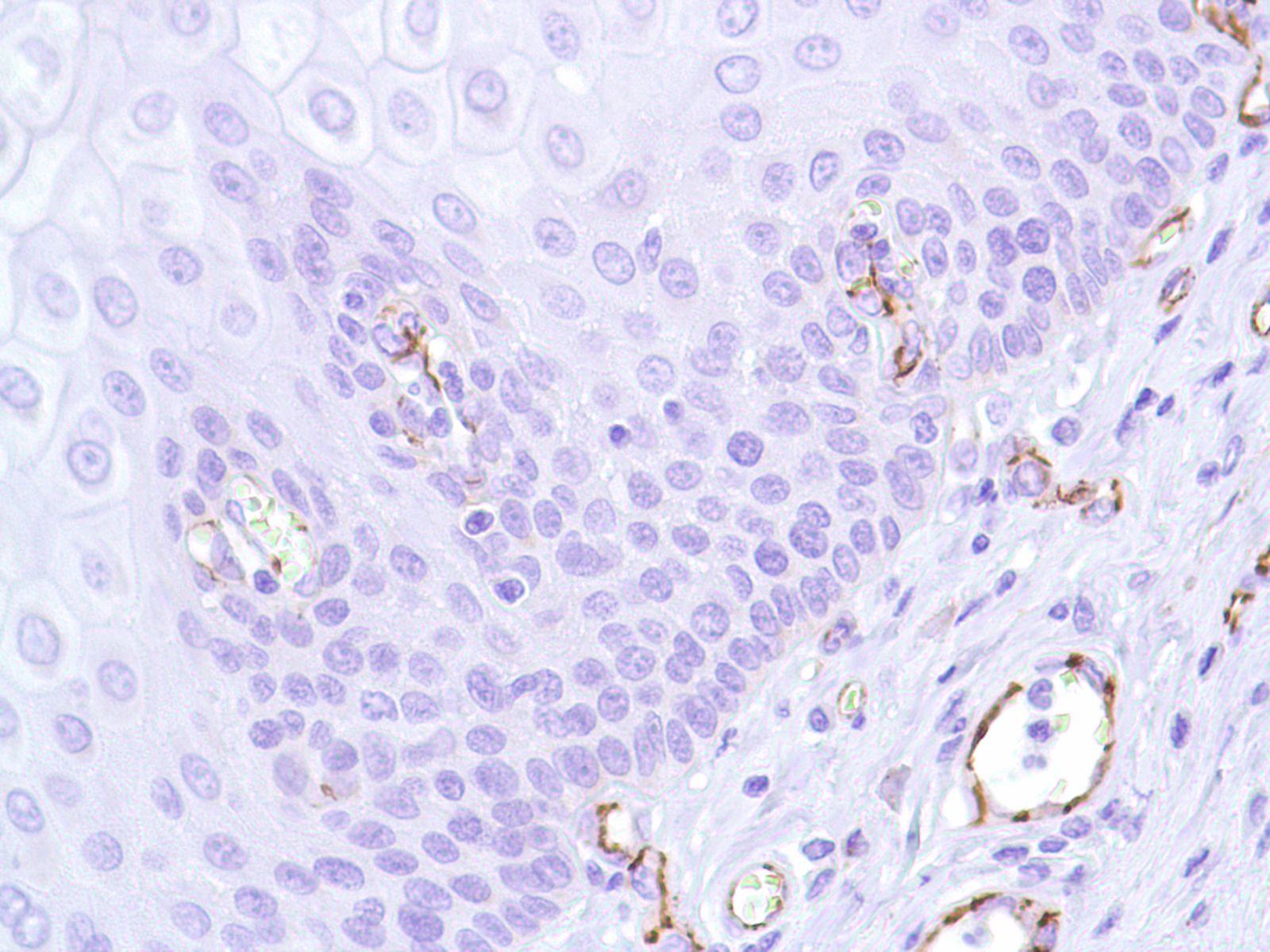 Endothelial Cell Marker Antibody Duo (CD31, CD34) (ARG30095) - Arigo ...