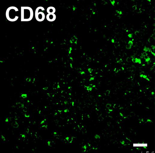 anti-CD68 抗体 [KP1] (ARG10514) - arigobio